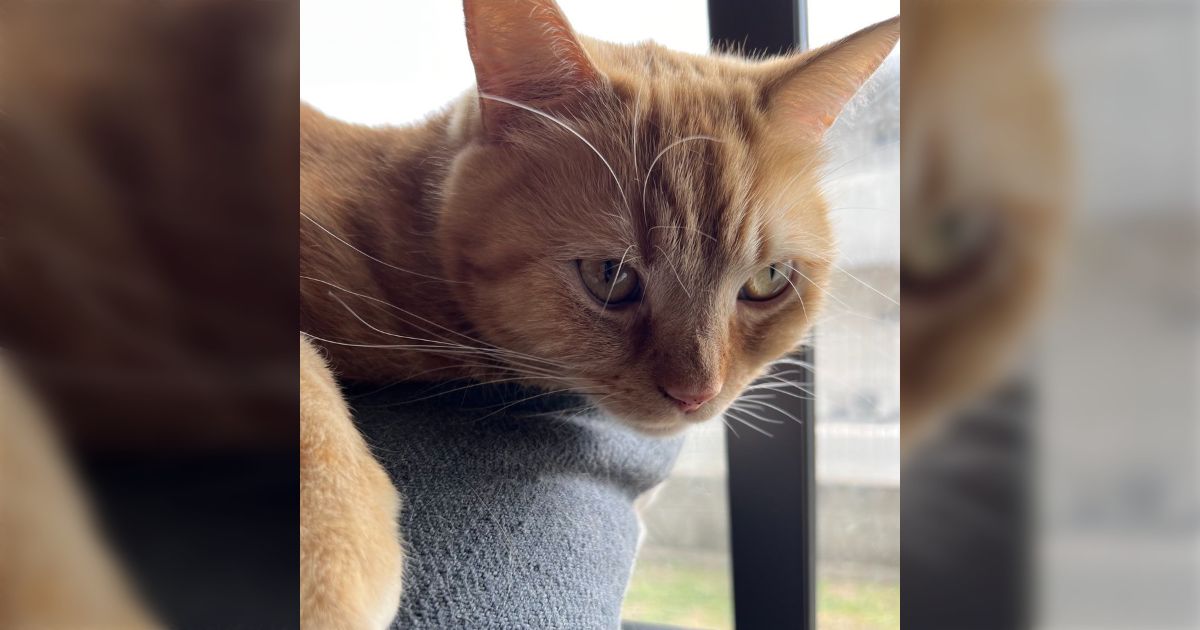 810の鳴き声コレクション2024・vol.11 - posfie