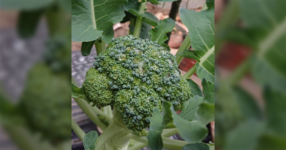 今週のブロッコリーさん 2020 - posfie