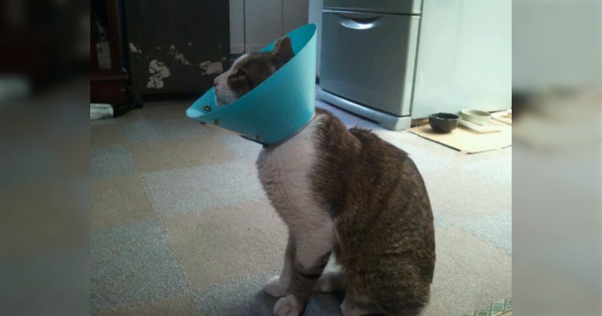 ツイート・オブ・ザ・イヤー 2011 - posfie