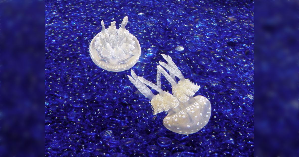 クラゲクラスタかるた（ver1.00） - posfie