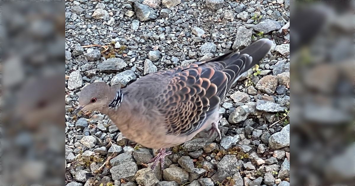 810の鳴き声コレクション2024・vol.06 - posfie