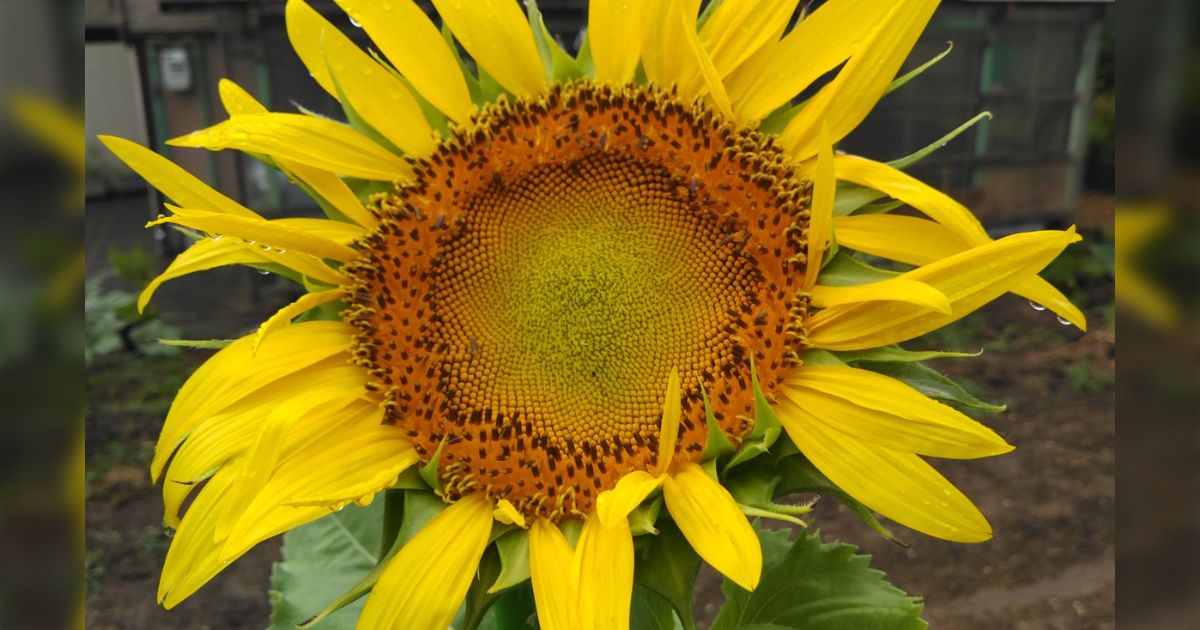 ヒマワリ(タイタン)(2025) - posfie