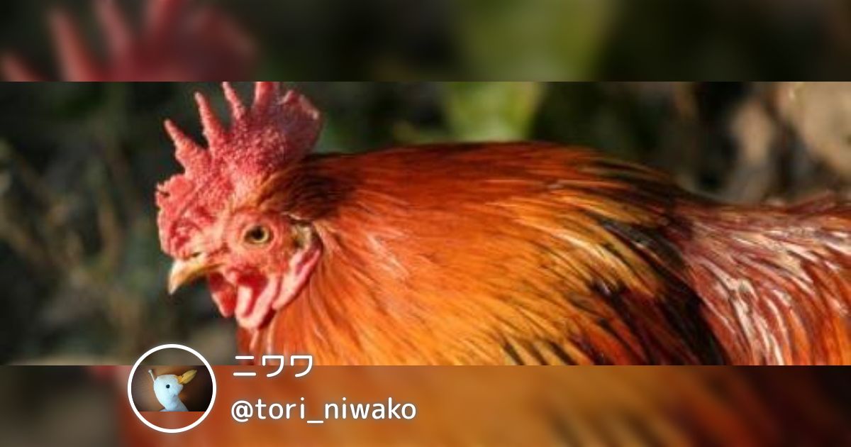 ニワワ(@tori_niwako)のまとめ - posfie