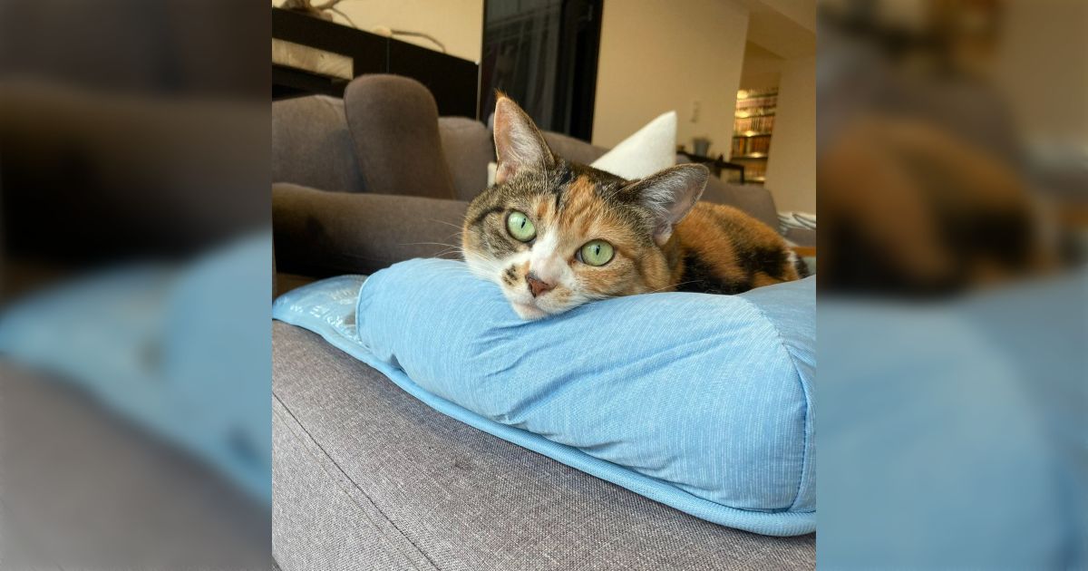 妙美の高値更新と、週末のNTR - posfie