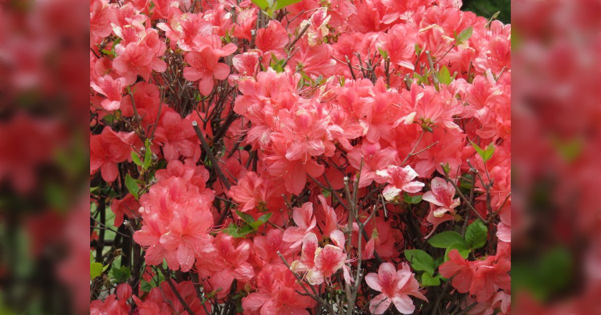 TRPG用無料配布・まとめ - posfie