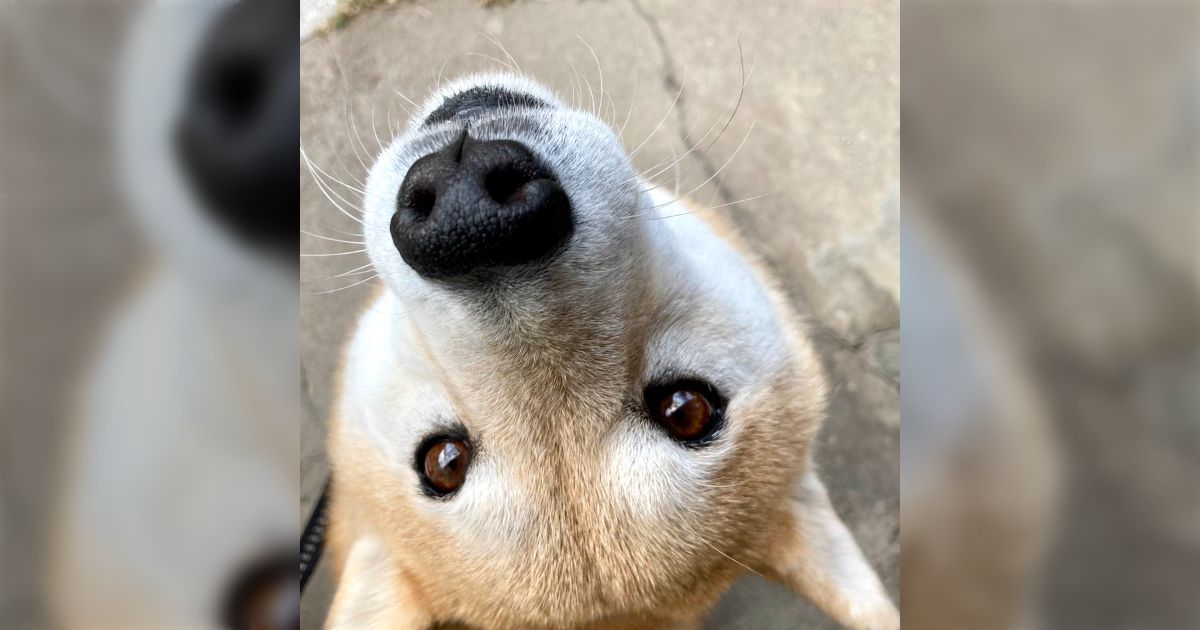 2020/11/27の話題ツイートまとめ - posfie