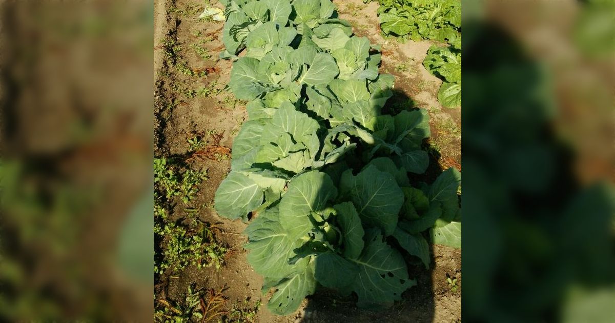 絆Japan 活動報告 2014/10/11 - posfie