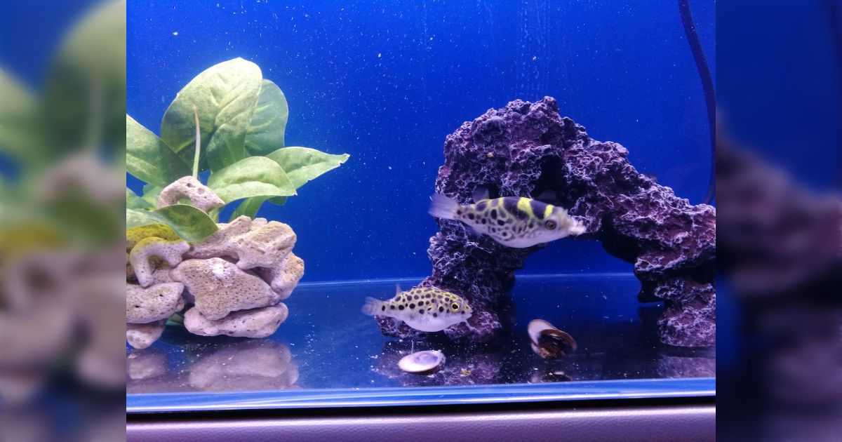 2021年3月 明らかに大きいだいふく丸 - posfie