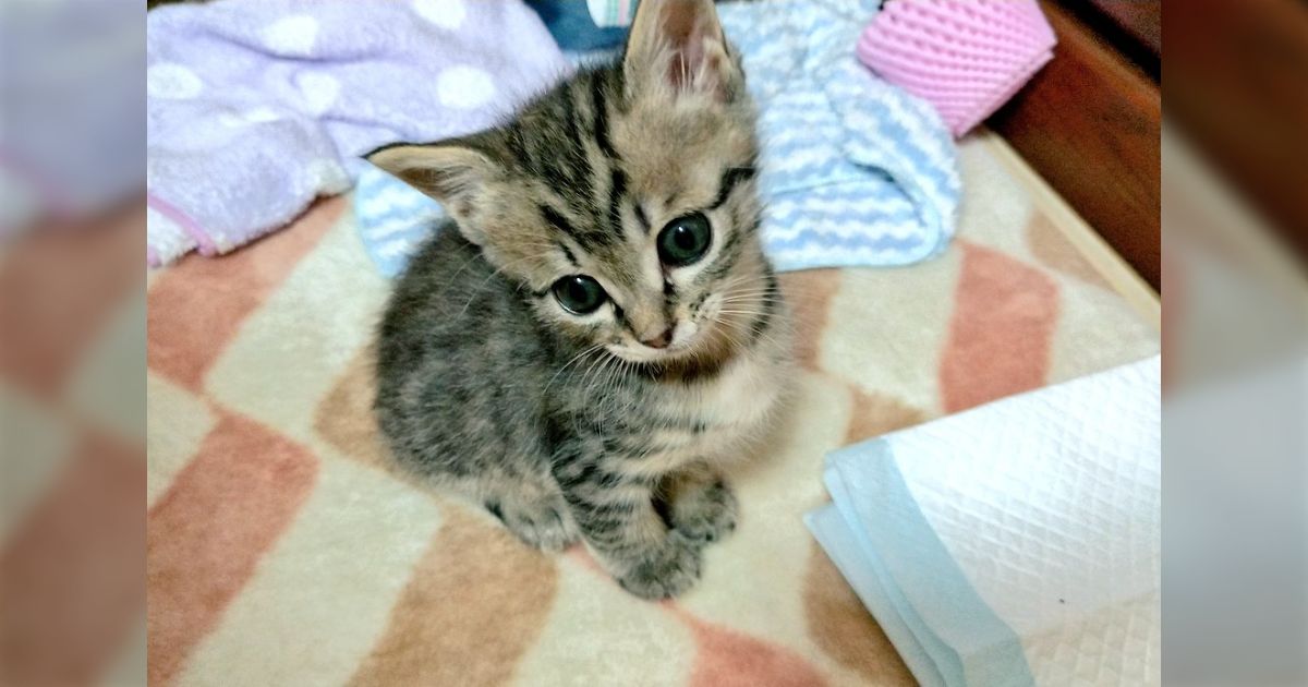 2020/6/10の話題ツイートまとめ - posfie