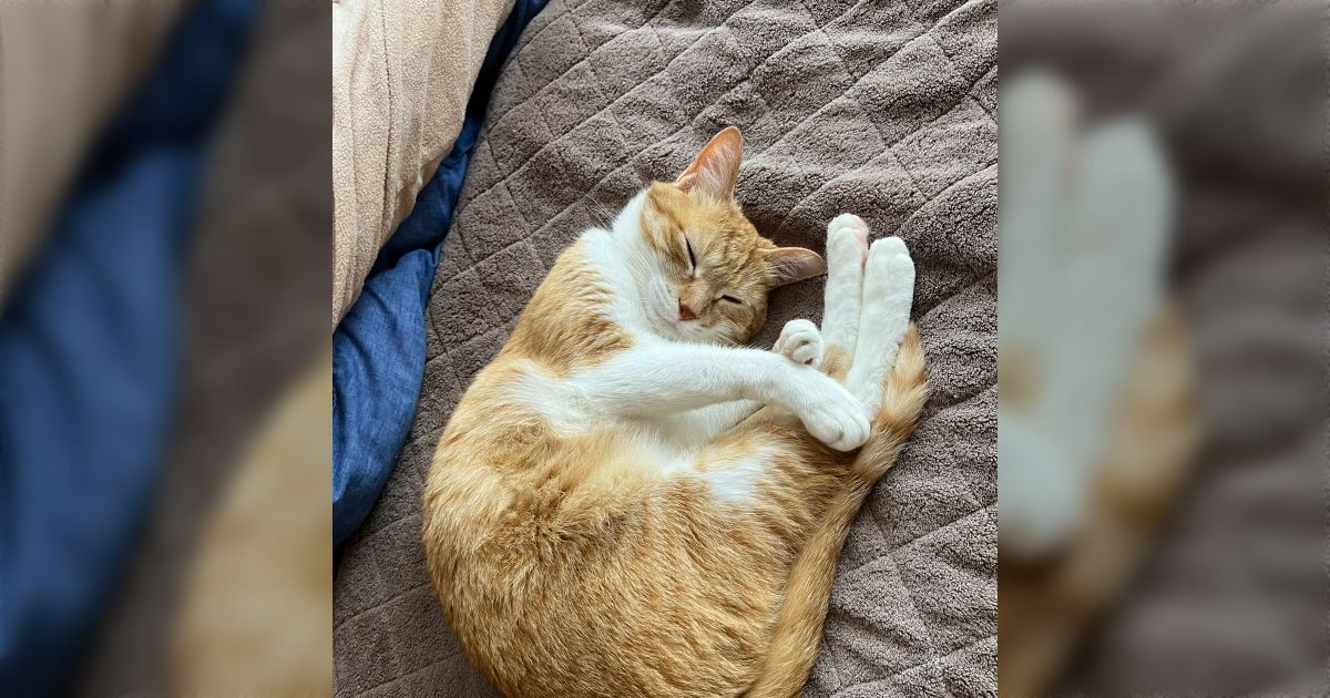 なぜかいつもこの格好・・・猫・爬虫類編 - posfie