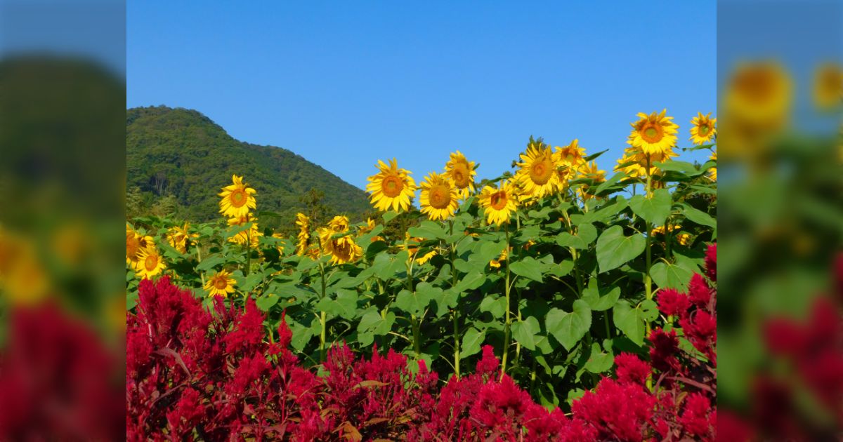 一人ツーリング記・2020年11月3日 - posfie