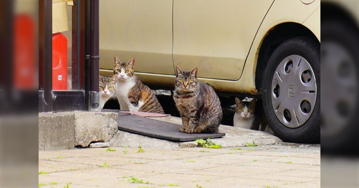 ねこに出迎えられ見送られる、GWの静かな青森♨ - posfie