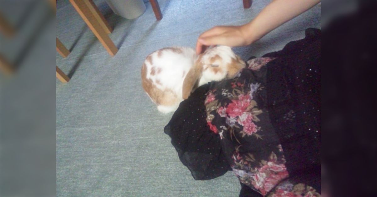 うさもる【1週間ツイート】7.17 - posfie