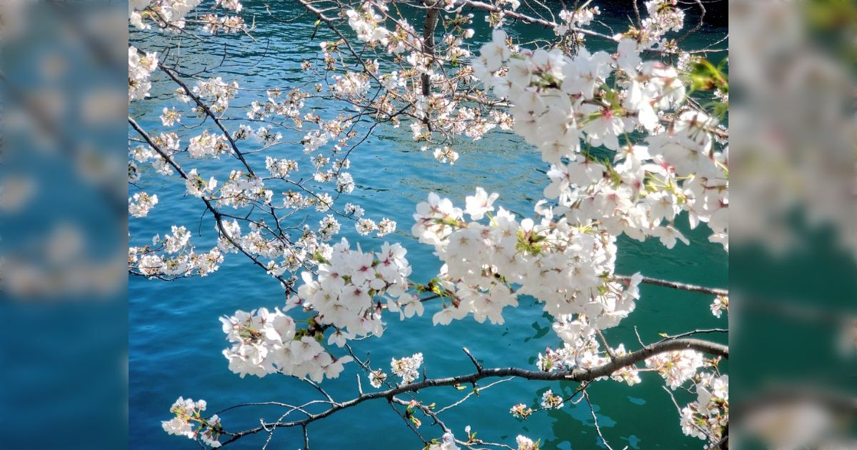 大岡川花見2025 - posfie