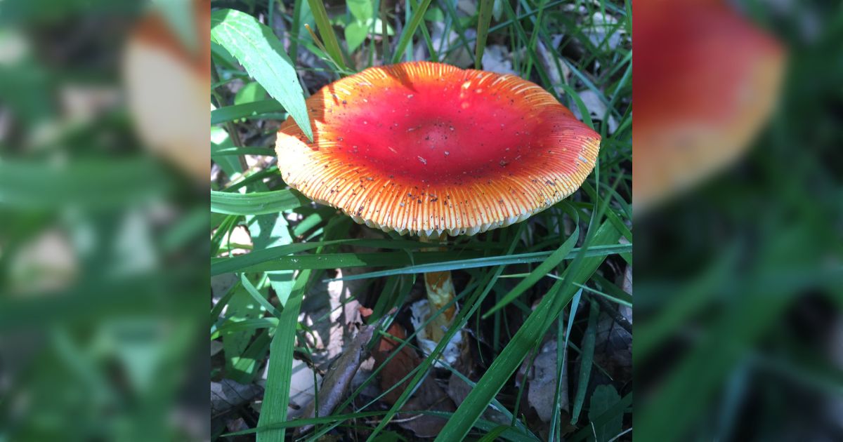 タマゴタケ類 2016 - posfie