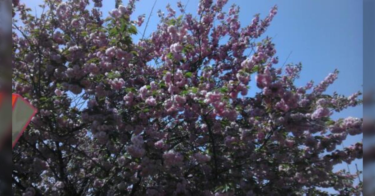 【最遊記】【企画】【BLあり】八重桜を愛でる・1日目（2013.4.20） - posfie