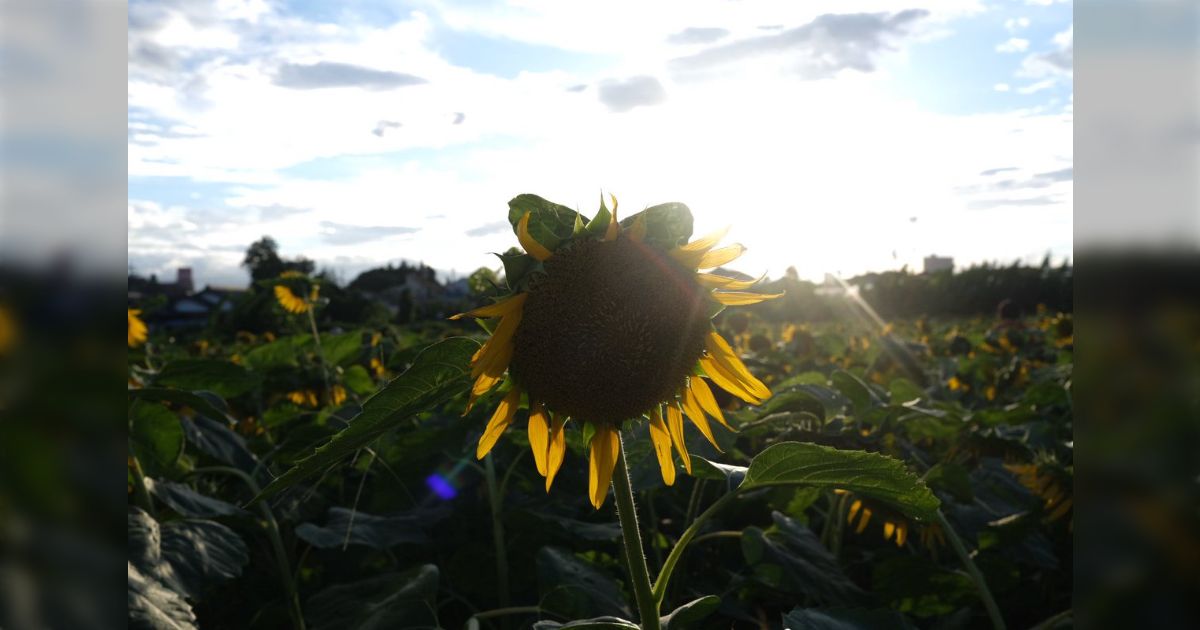 写真褒めスペ 第24回 お題「余韻」 投稿作品まとめ - posfie