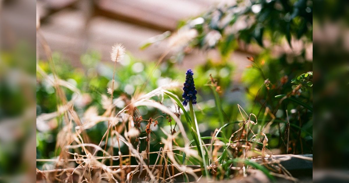 Weekly TodaysPhoto 2022.0404-0410 - posfie