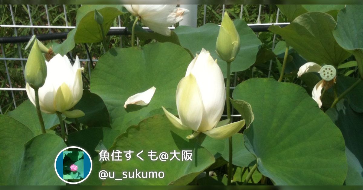 魚住すくも@大阪(@u_sukumo)のまとめ - posfie