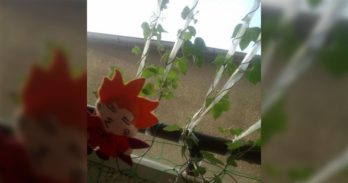 #朝顔育てるぬの会 - posfie