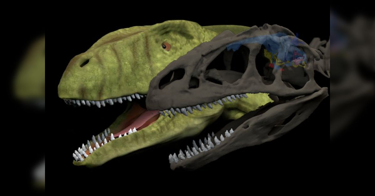 What do dinosaur brains look like? - posfie