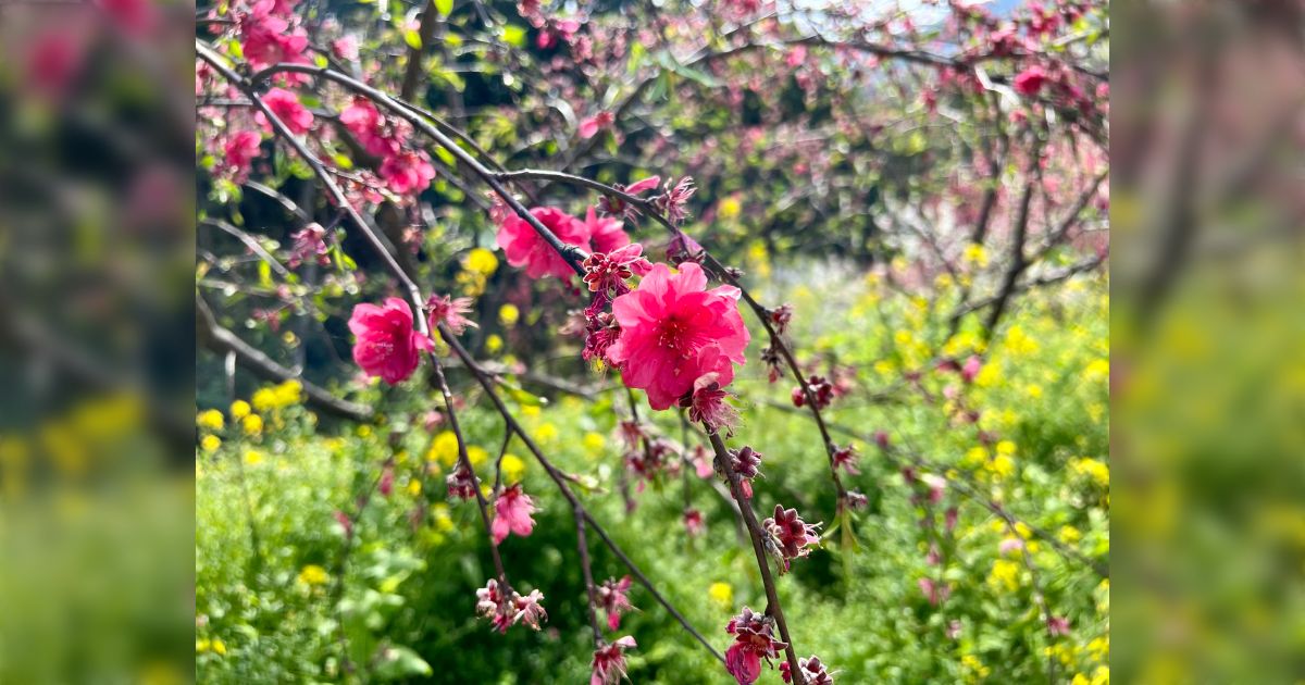 はるのけ写真集3 - posfie